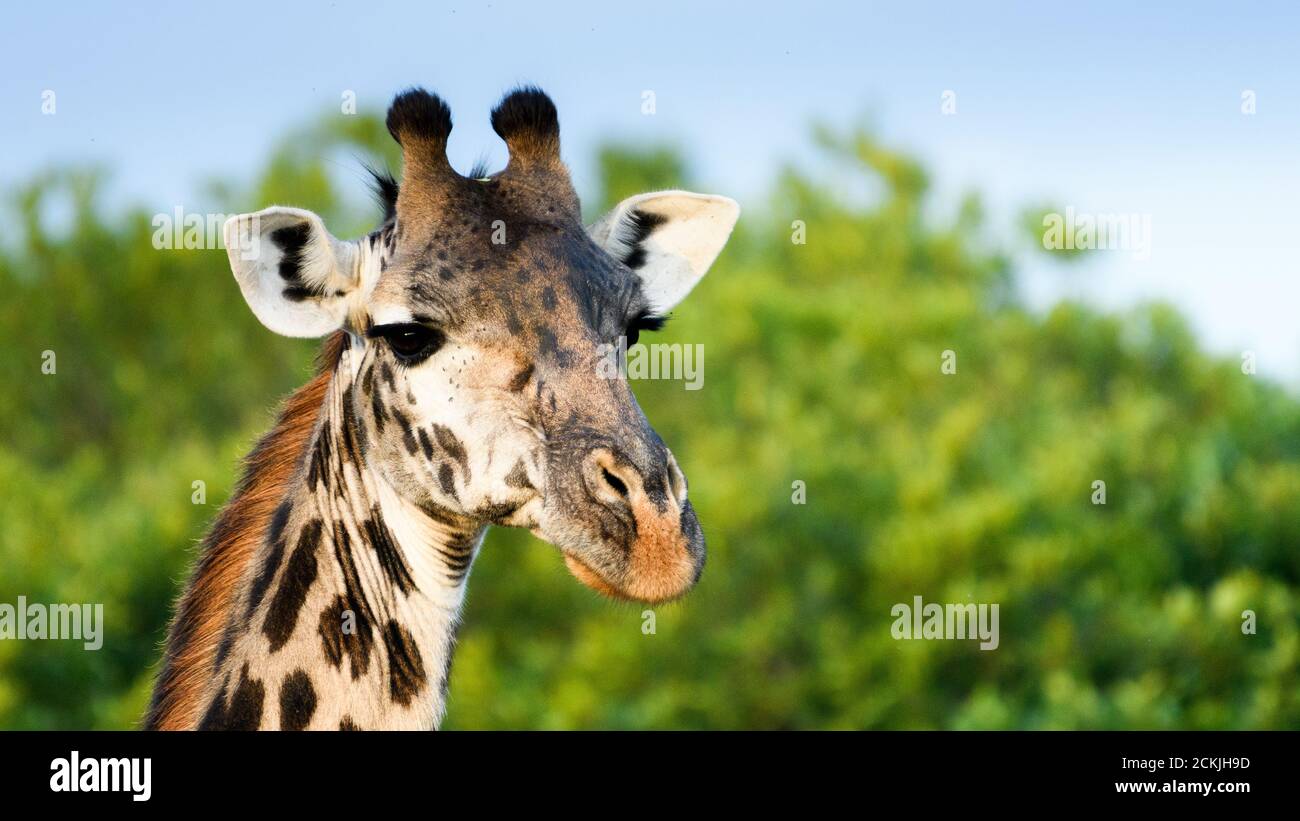 Colourful giraffes hi-res stock photography and images - Alamy