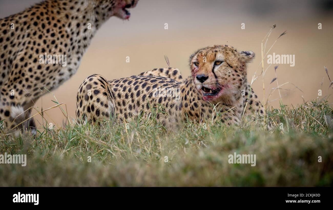 Cheetah portrait, one of the five musketeers Stock Photo - Alamy