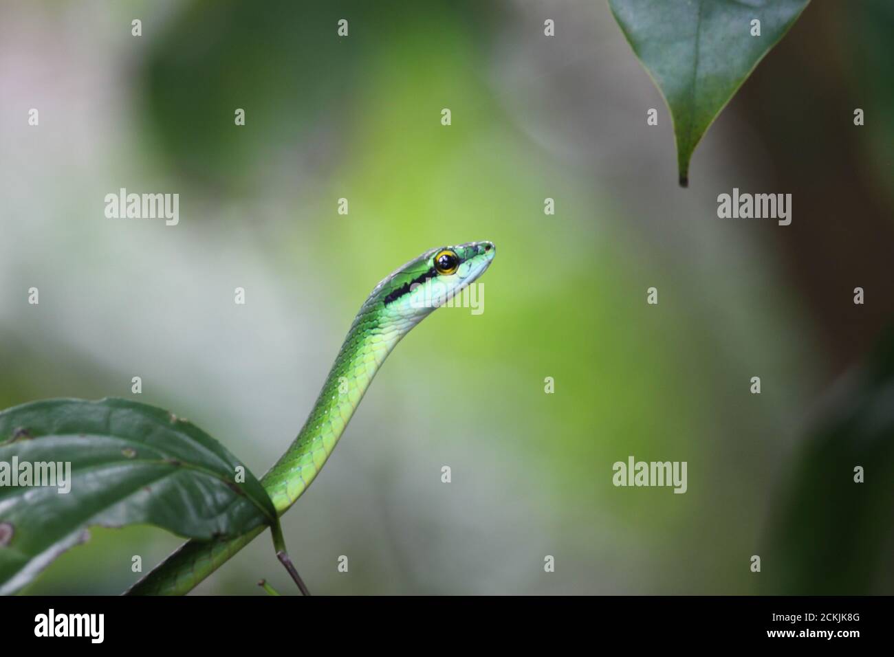 Green snake waiting for prey hi-res stock photography and images - Alamy