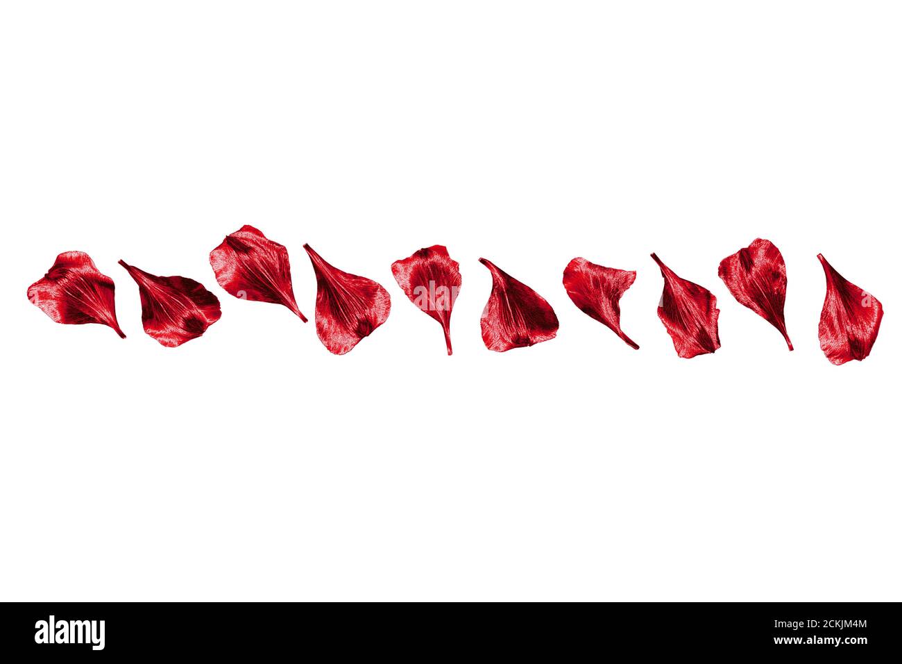 Red flower petals line white background isolated closeup, shiny floral ...