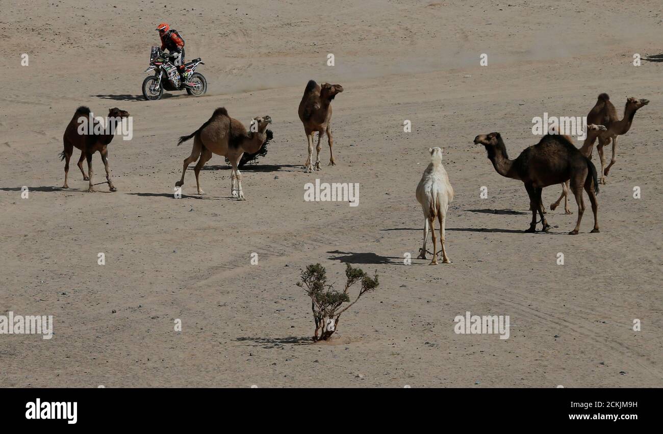 Saudi camel racing hi-res stock photography and images - Alamy
