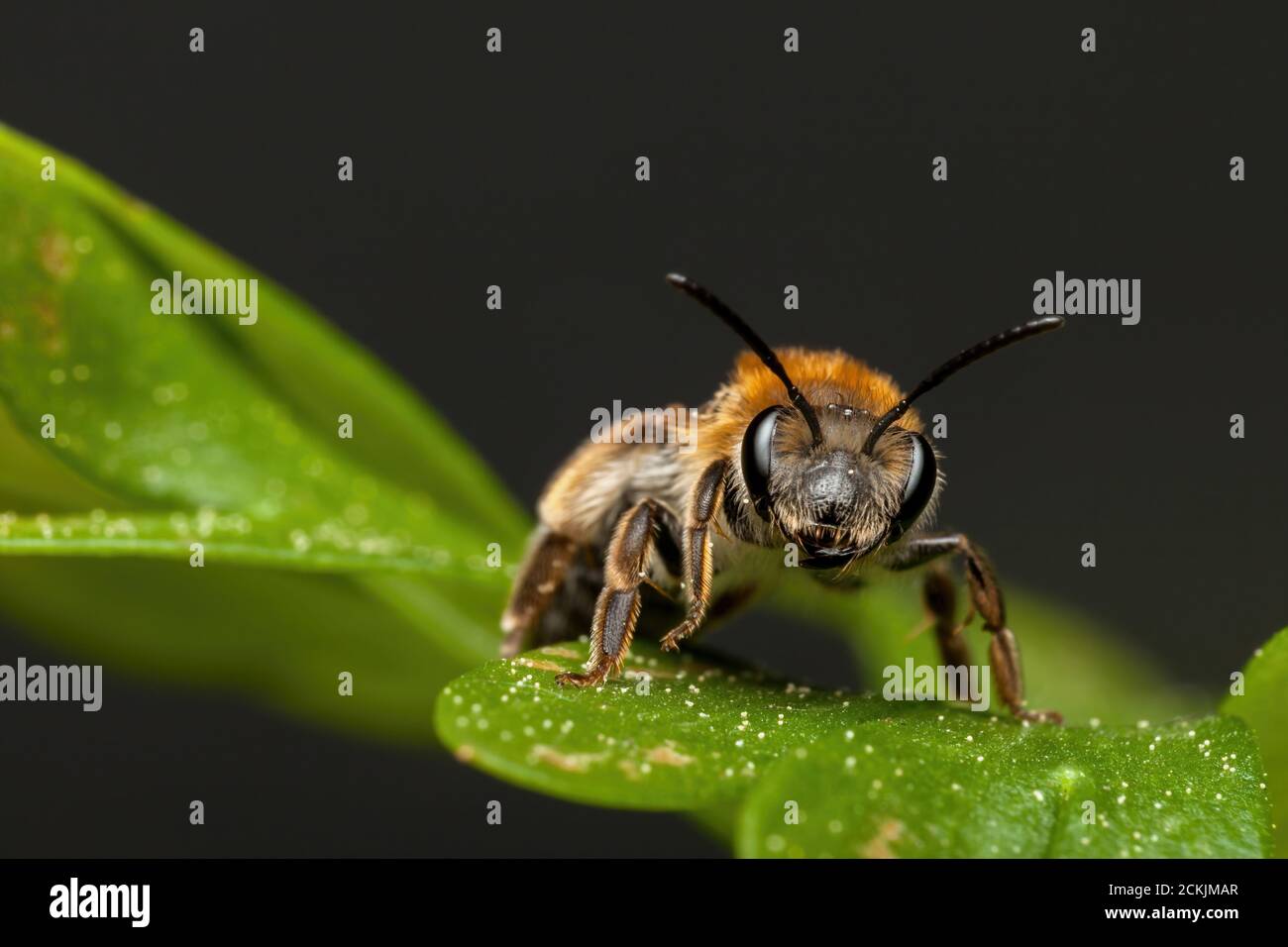 Closeup photography hi-res stock photography and images - Alamy