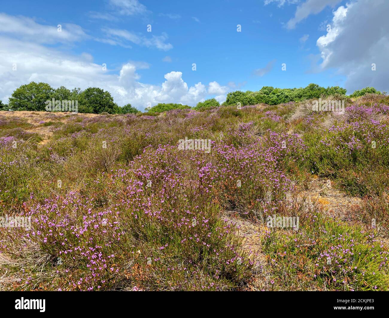 The colourful heathland near Puttenham, Surrey, England in the Summer ...