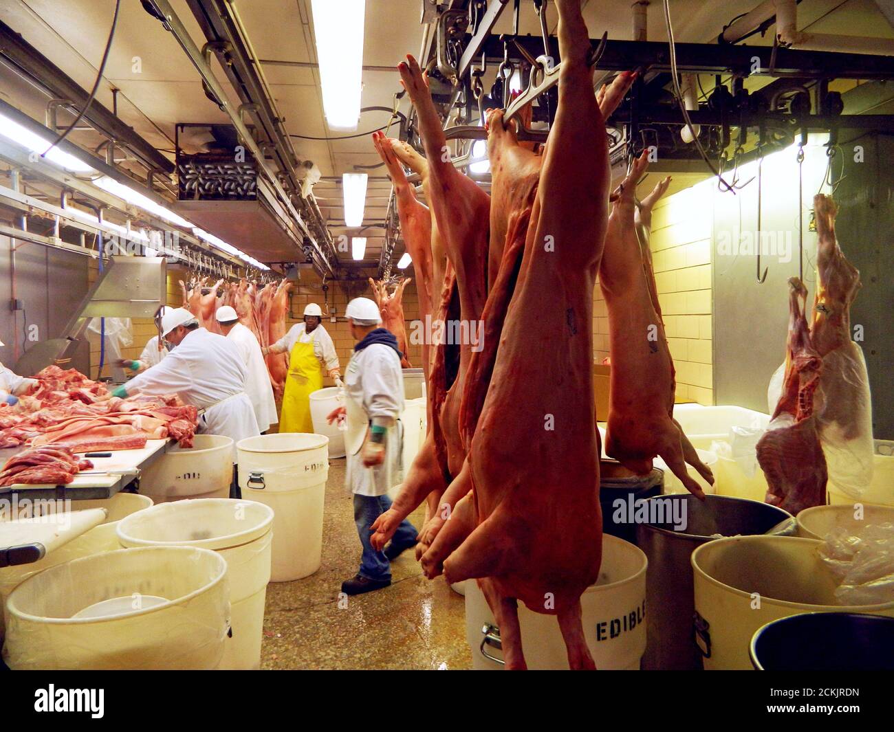 American pig hi-res stock photography and images - Alamy