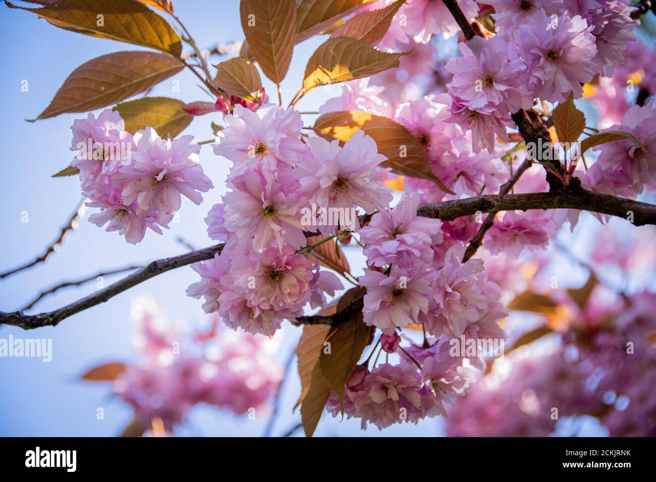 Cherry blossoms in spring Stock Photo - Alamy