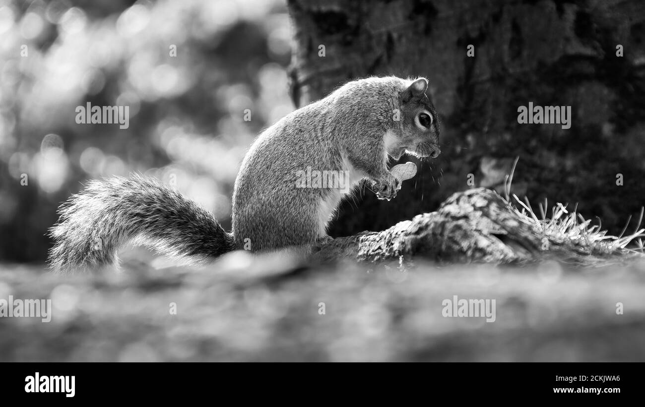 Eastern gray squirrel (Sciurus carolinensis Stock Photo - Alamy