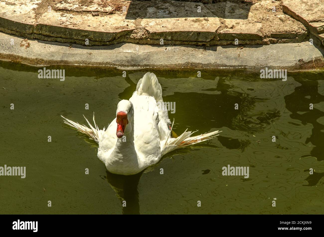A lone white goose with wings spread out in the heat splashes in the ...
