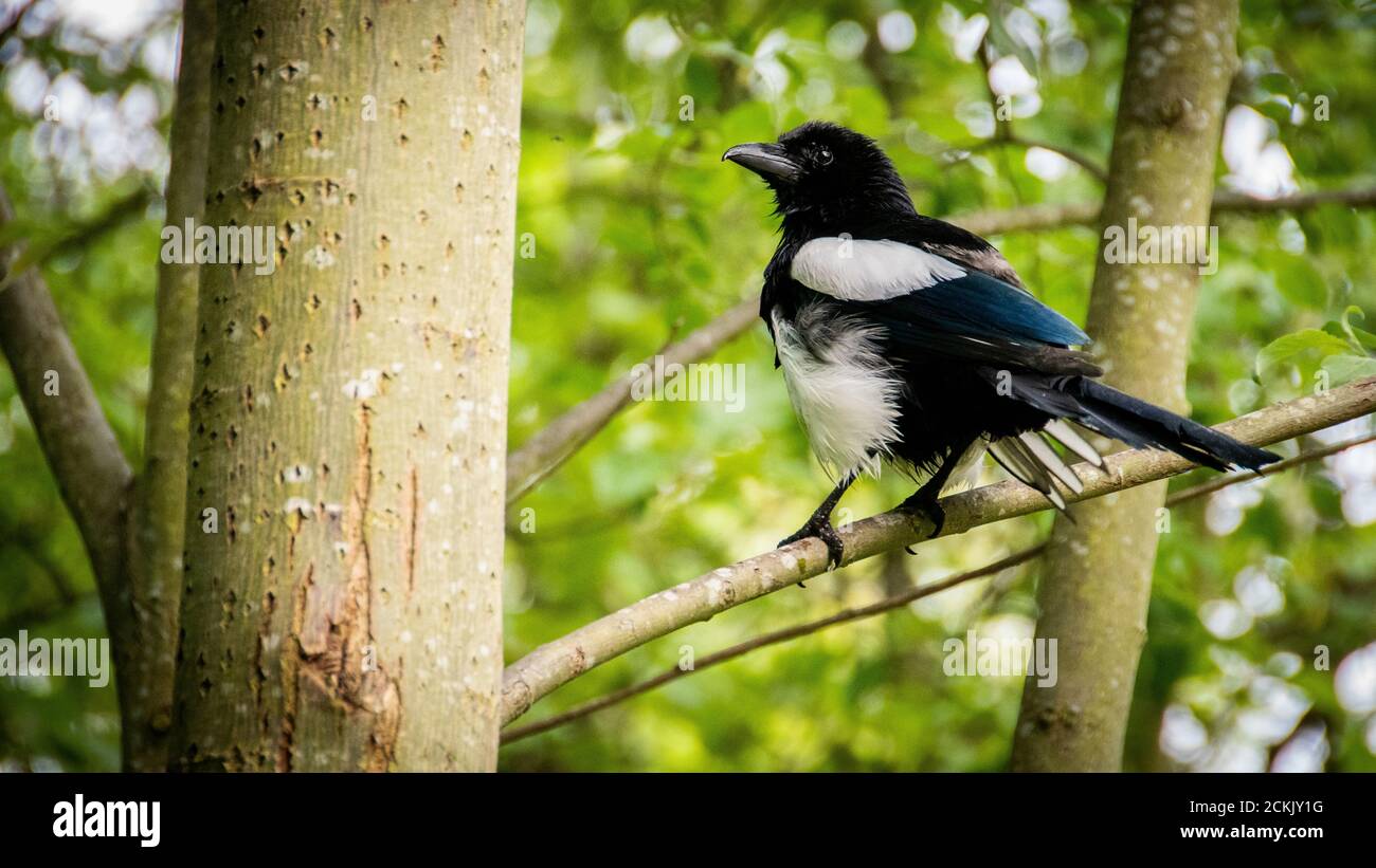 Birds in parks Stock Photo - Alamy