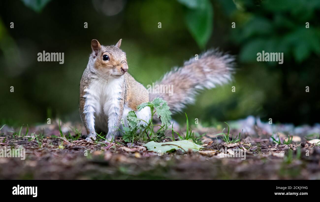 Eastern gray squirrel (Sciurus carolinensis Stock Photo - Alamy