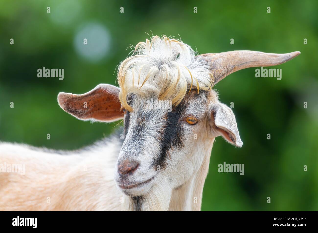 Cute funny goat closeup head hi-res stock photography and images - Alamy