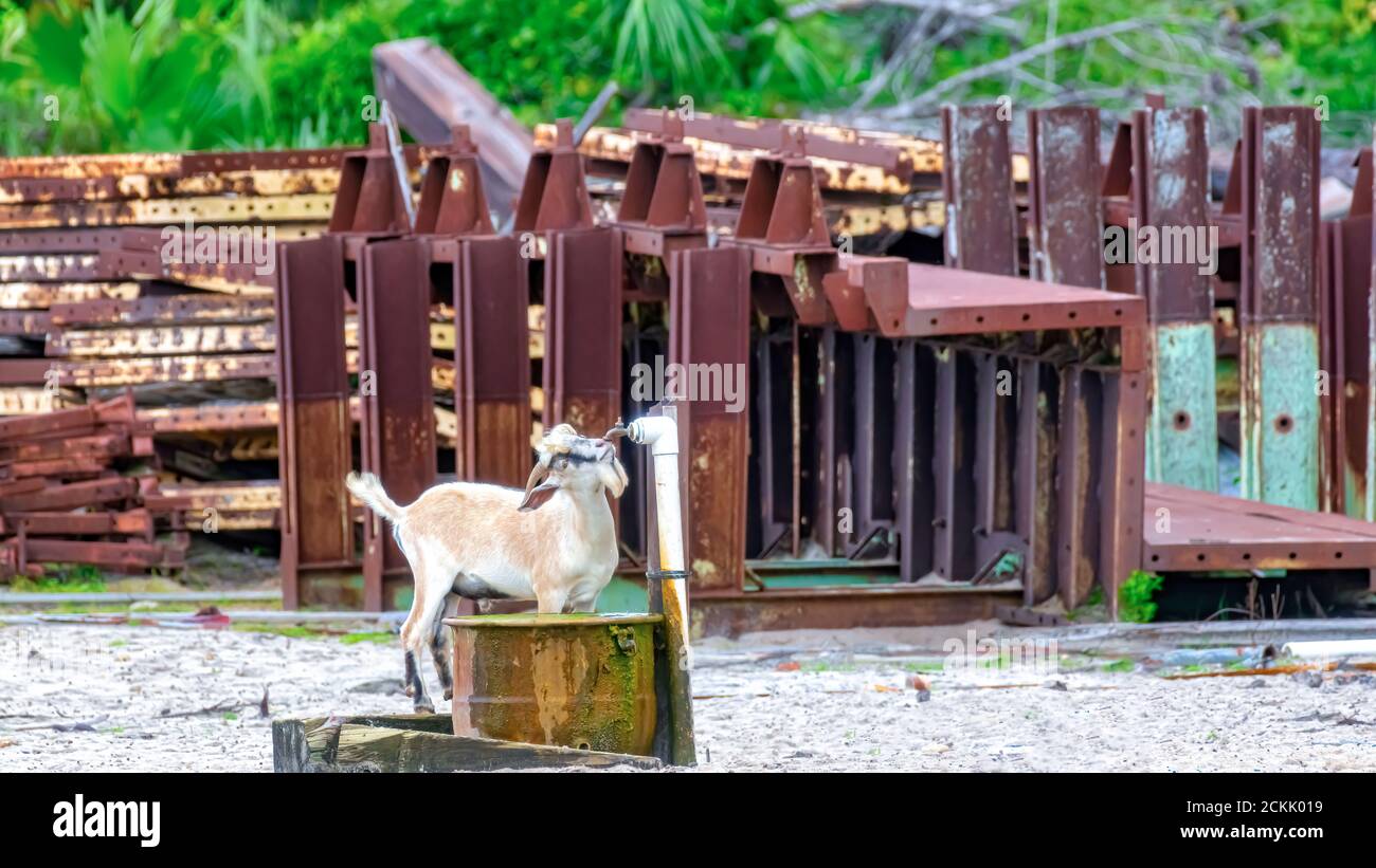 Goat drinking water from a spigot Stock Photo - Alamy