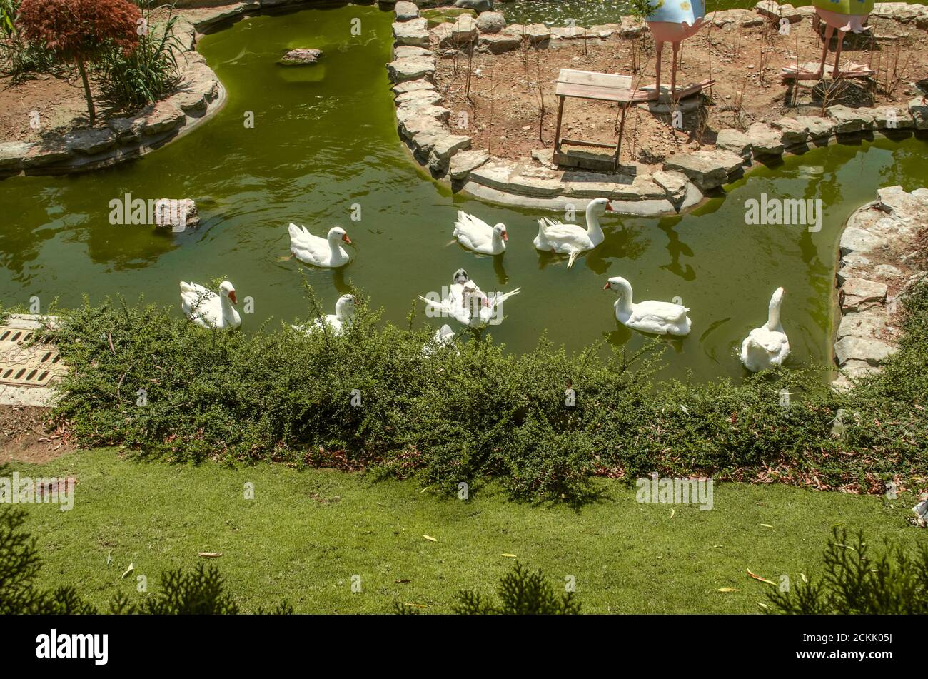 Drooping wings hi-res stock photography and images - Alamy