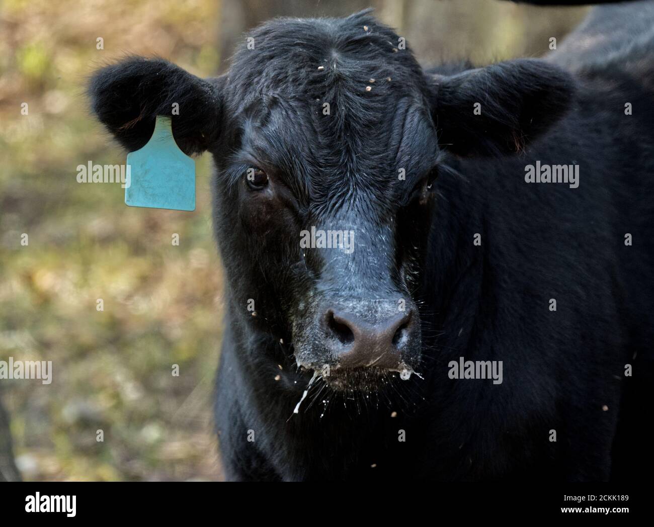Angus Cow With Calf High Resolution Stock Photography and Images - Alamy