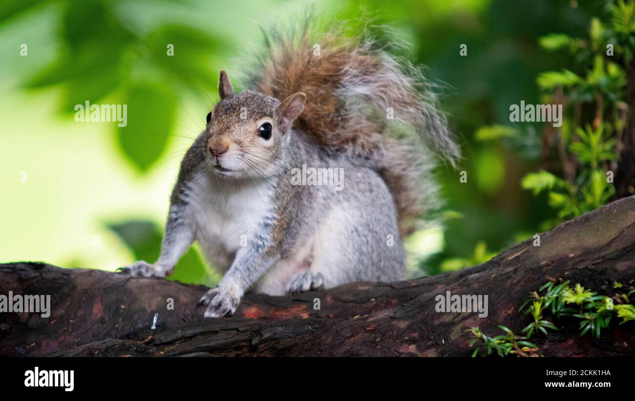 Eastern gray squirrel (Sciurus carolinensis Stock Photo - Alamy