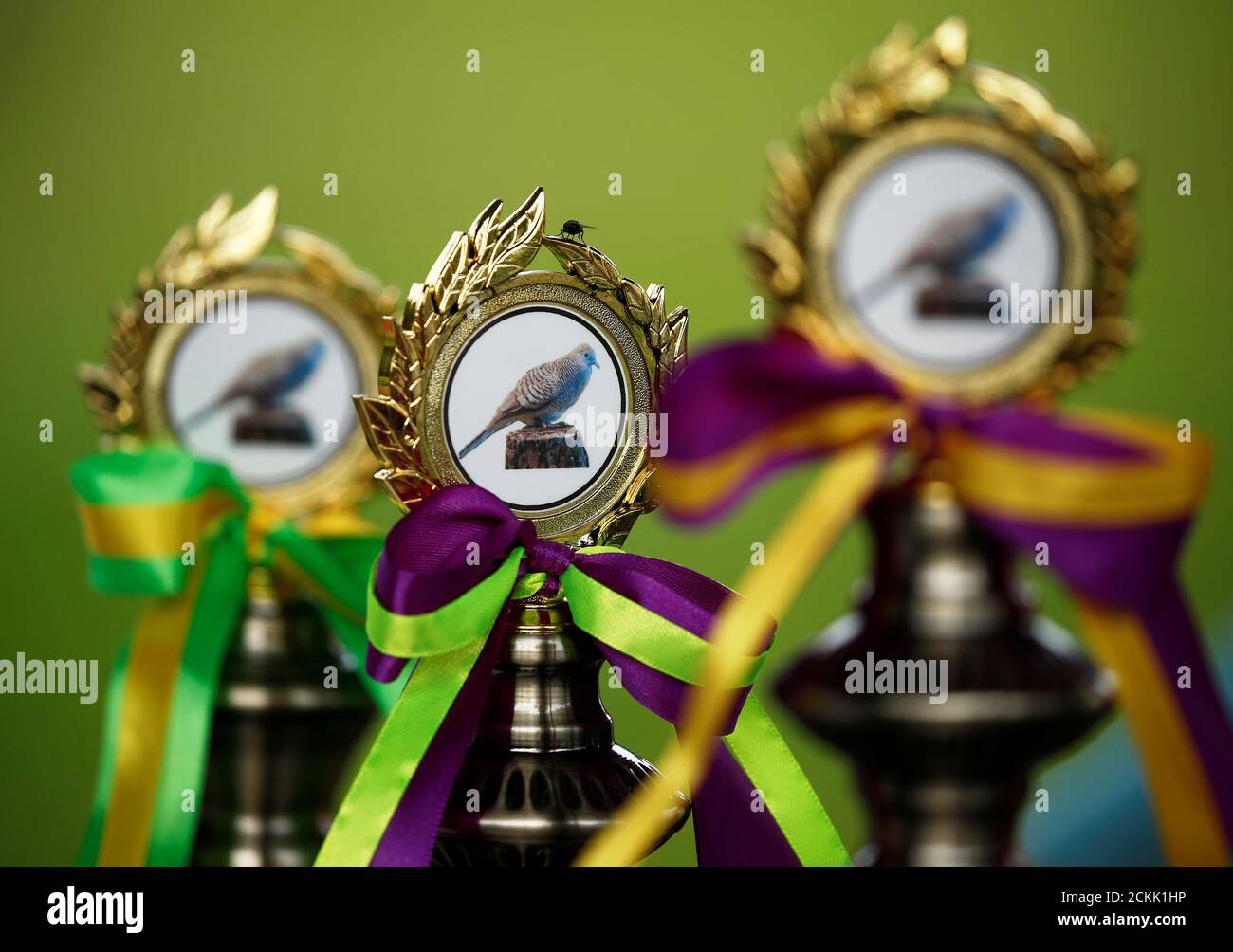 Singapore Singing Bird High Resolution Stock Photography and Images - Alamy