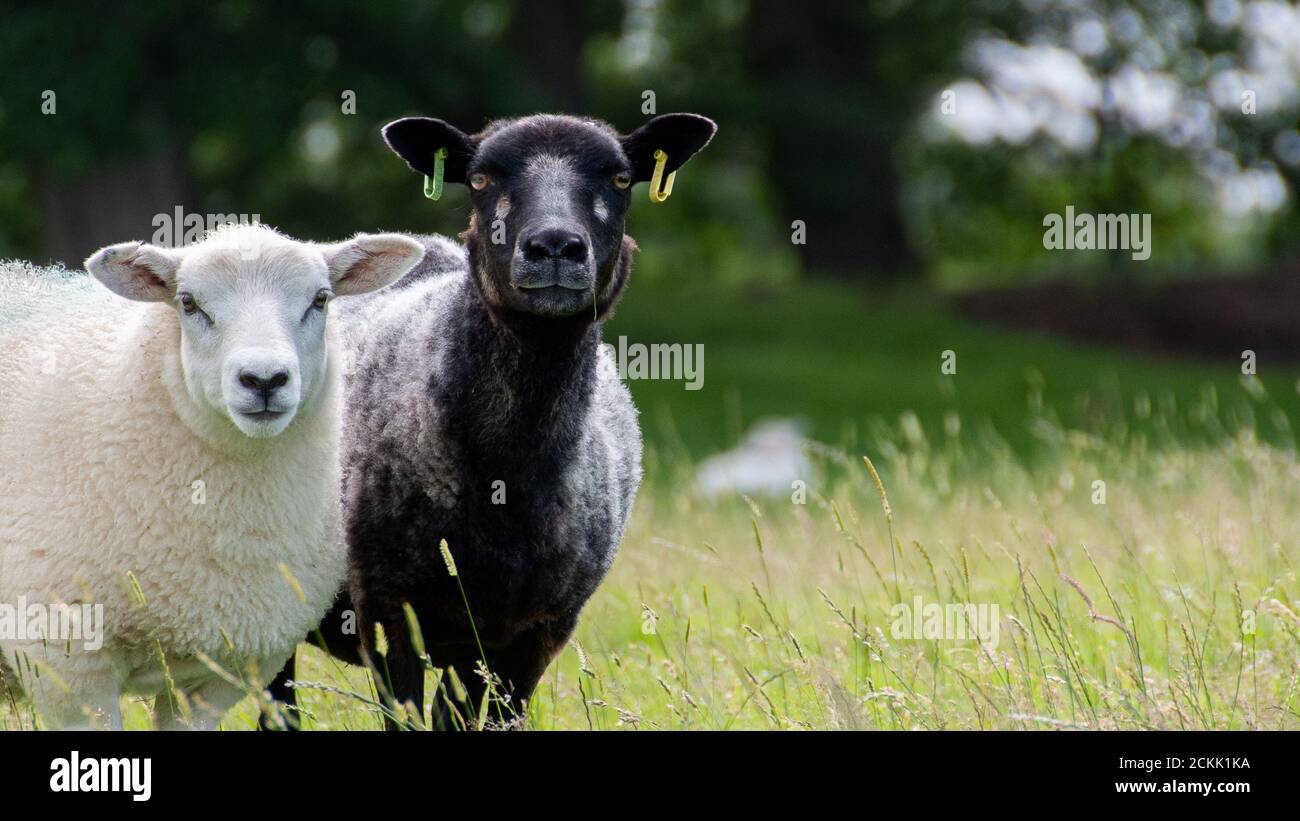 Sheep (Ovis aries Stock Photo - Alamy
