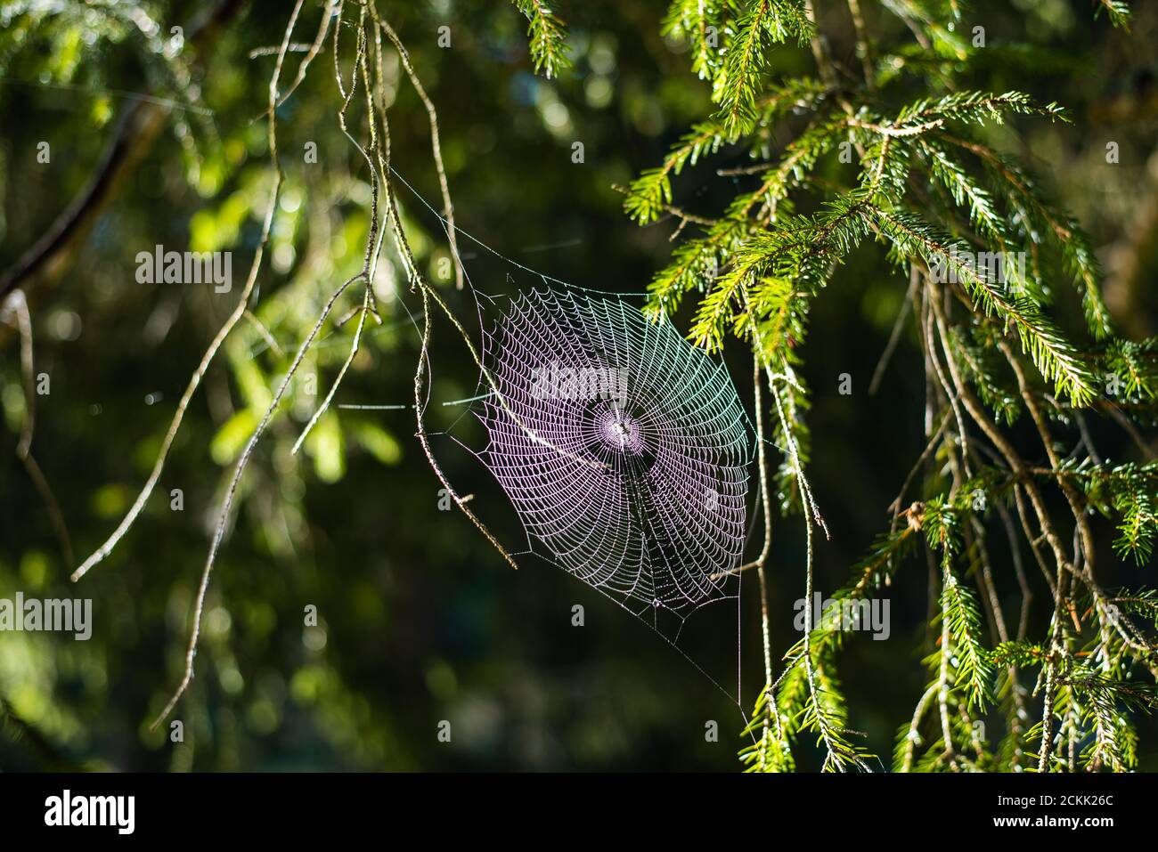 Spider net illuminated by the sun in the forest Stock Photo - Alamy
