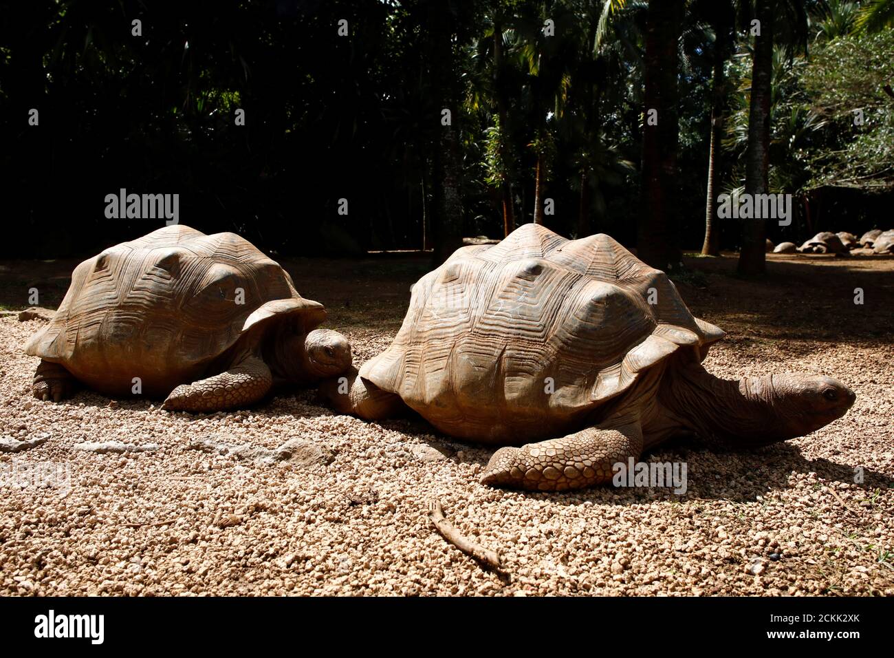 Mauritius giant tortoises hi-res stock photography and images - Alamy