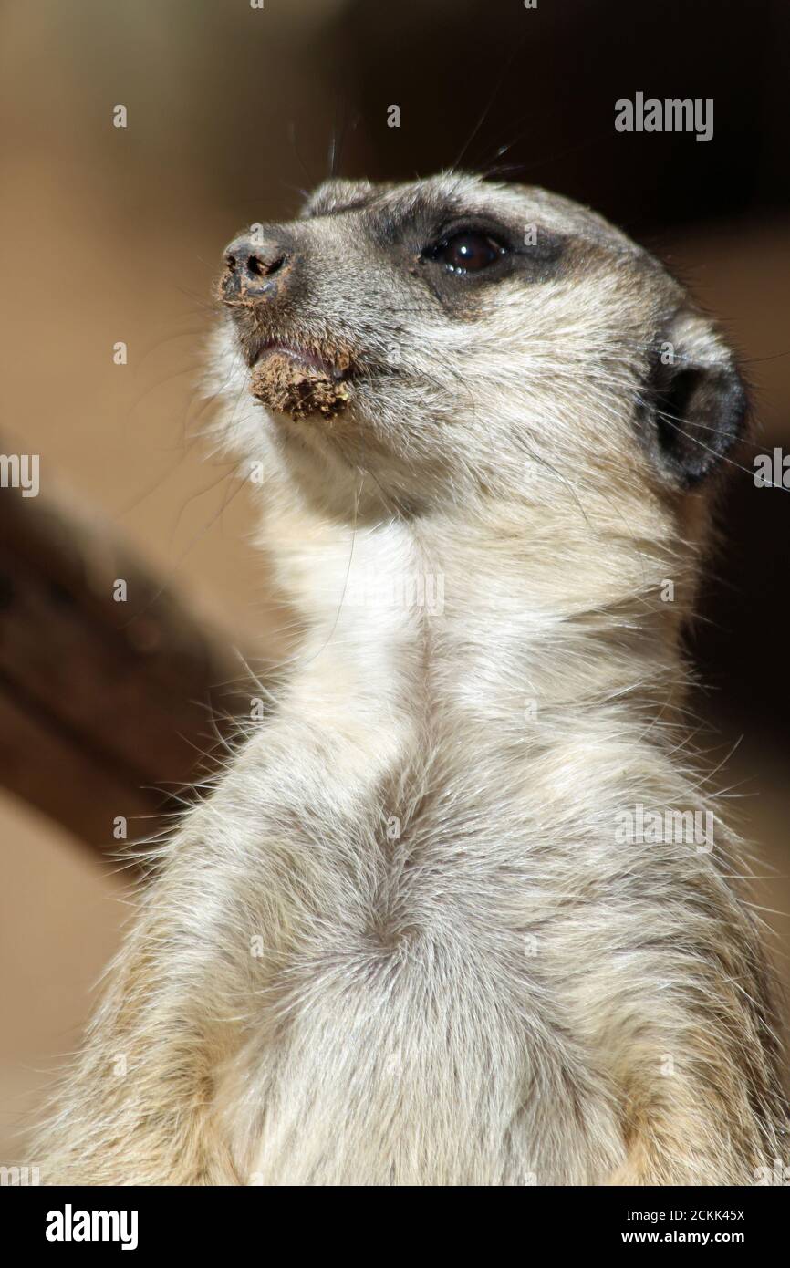 Luxus Lustig Erdmnnchen Sprche Bilder