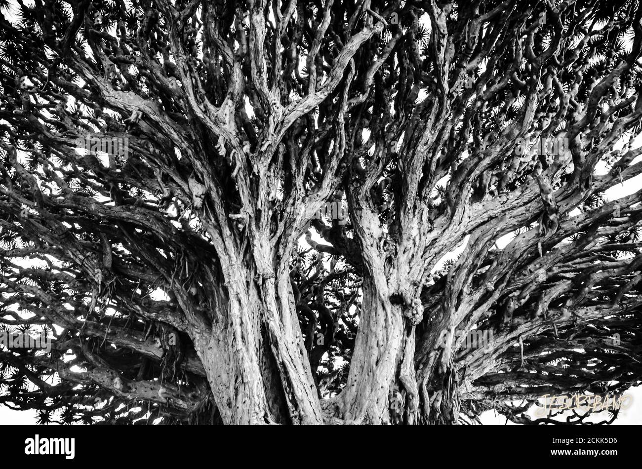 Grayscale low angle shot of a big old tree Stock Photo - Alamy