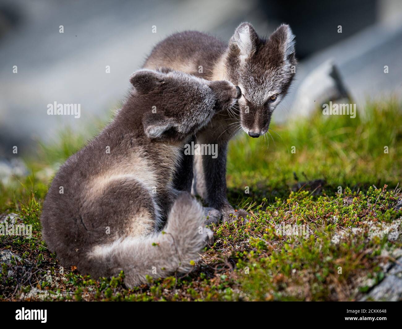 Fluffy Tail High Resolution Stock Photography and Images - Alamy