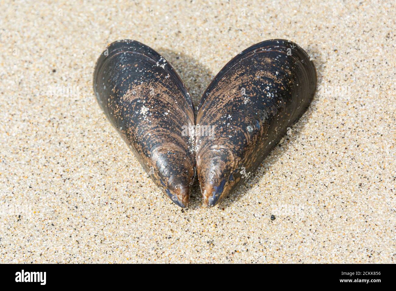 The open shell of a common mussel (Mytilus edulis) making a heart shape ...
