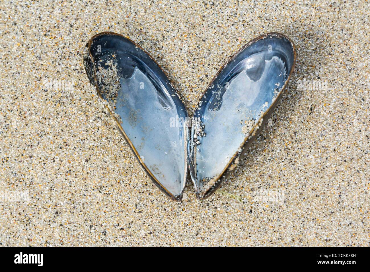 Common mussel mytilus edulis hi-res stock photography and images - Alamy