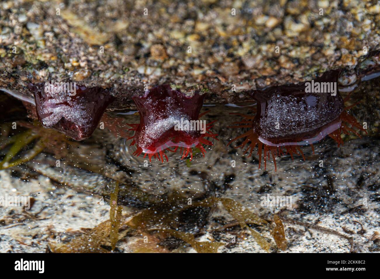 Beadlet anemones (Actinia equina) on a rock Stock Photo - Alamy