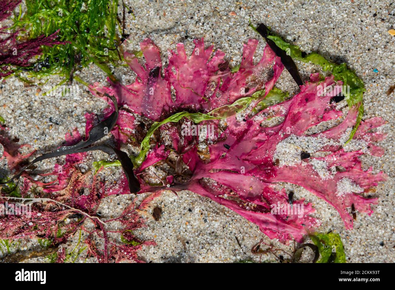 Porthloo beach hi-res stock photography and images - Alamy