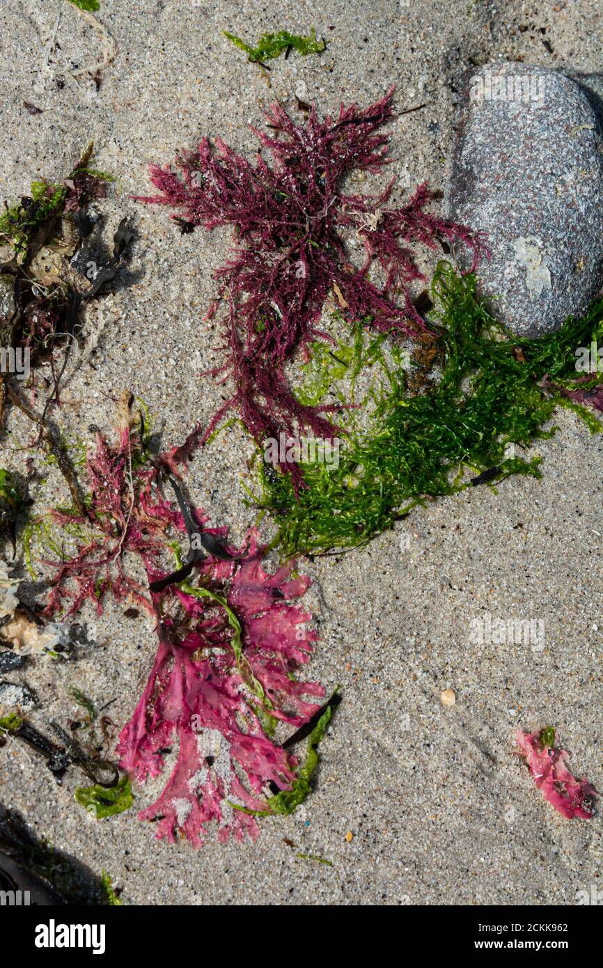 Red and green seaweed on a sandy beach Stock Photo - Alamy