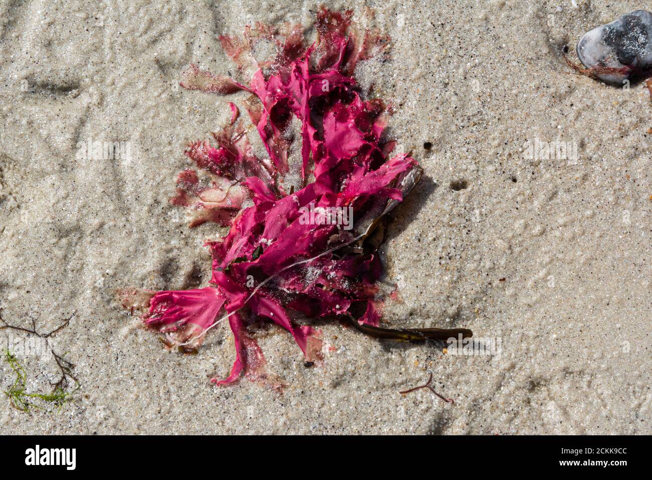 Red seaweed on sandy beach hi-res stock photography and images - Alamy