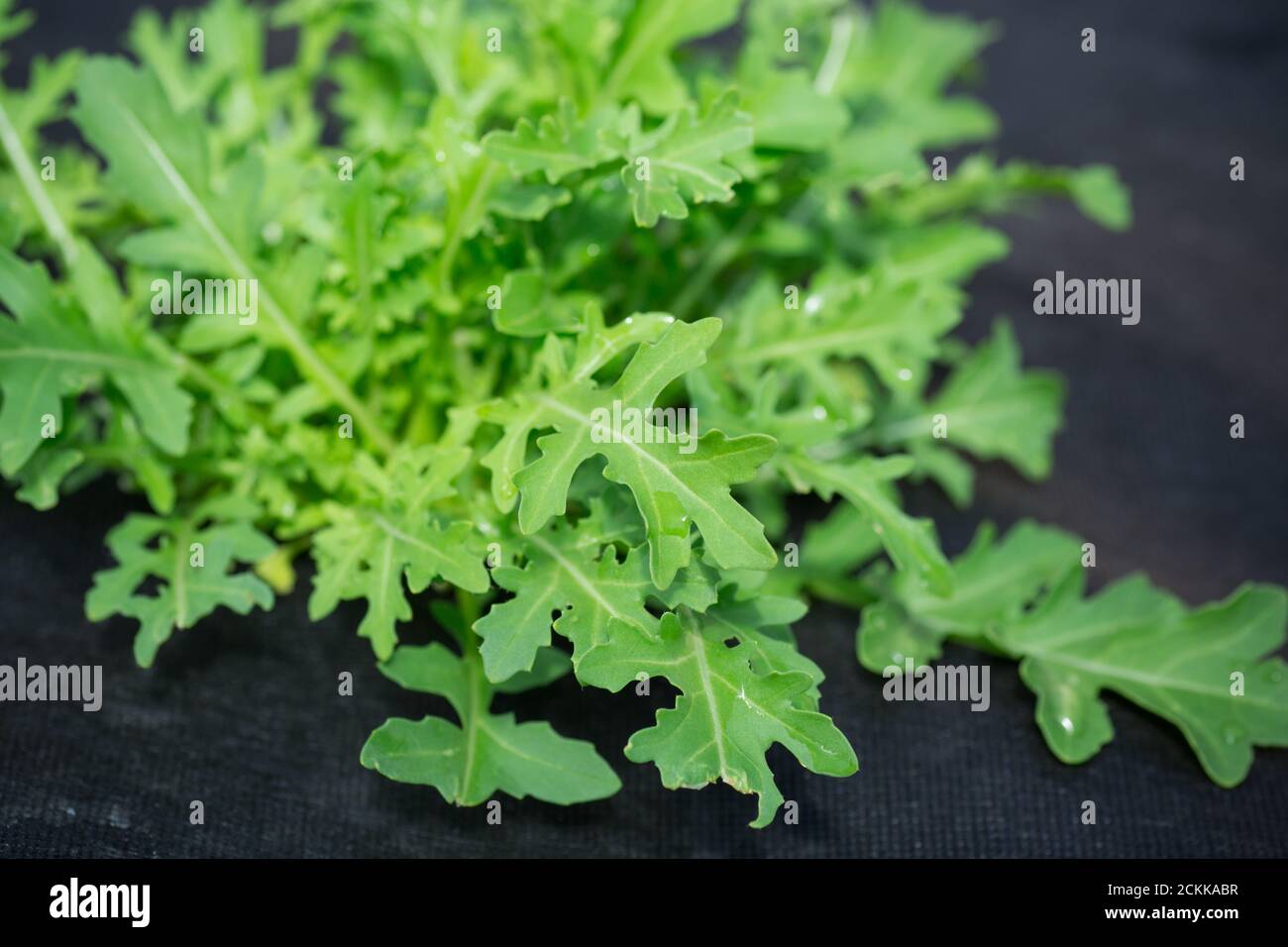 fresh arugula grows in the ground on black agrofibre Stock Photo - Alamy