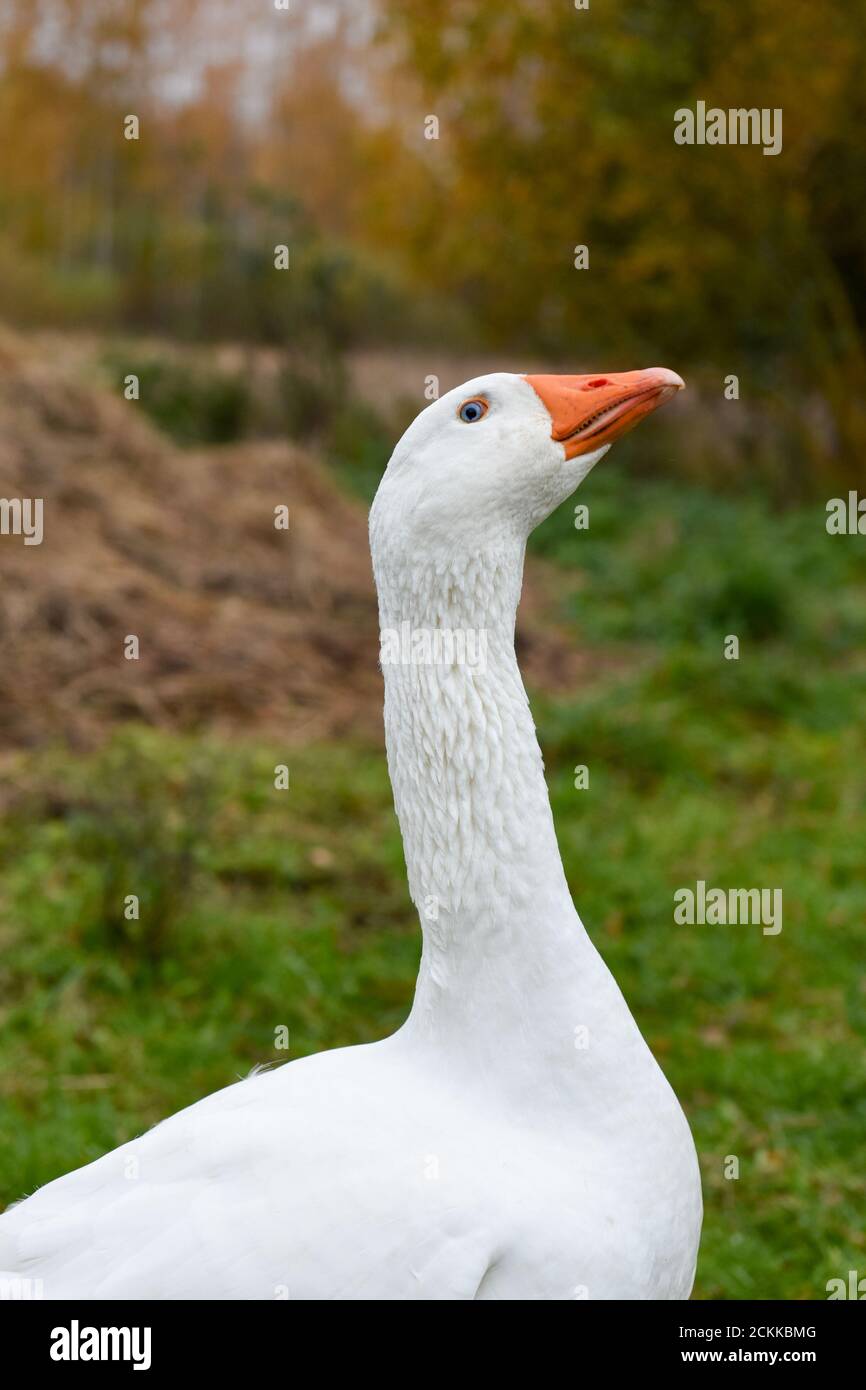 old white goose portait on nature outdoor Stock Photo - Alamy