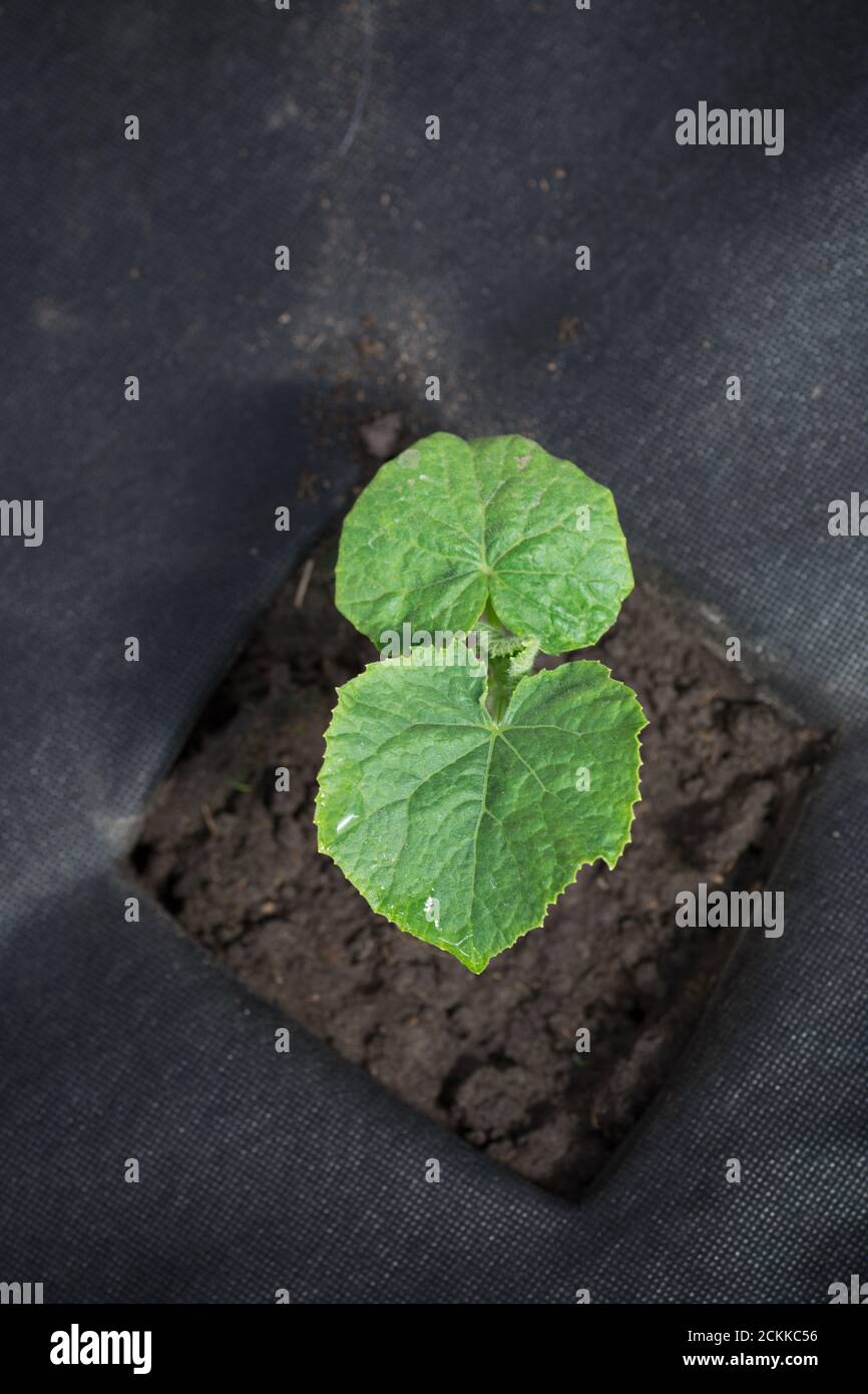small sprout of cucumber grows from the ground on agrofibre Stock Photo ...