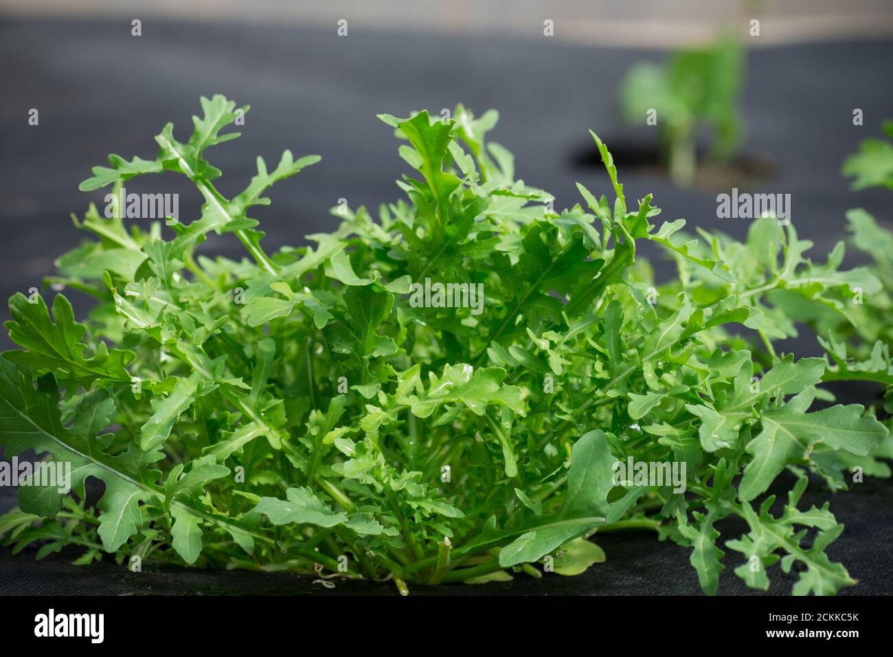 fresh arugula grows in the ground on black agrofibre Stock Photo - Alamy