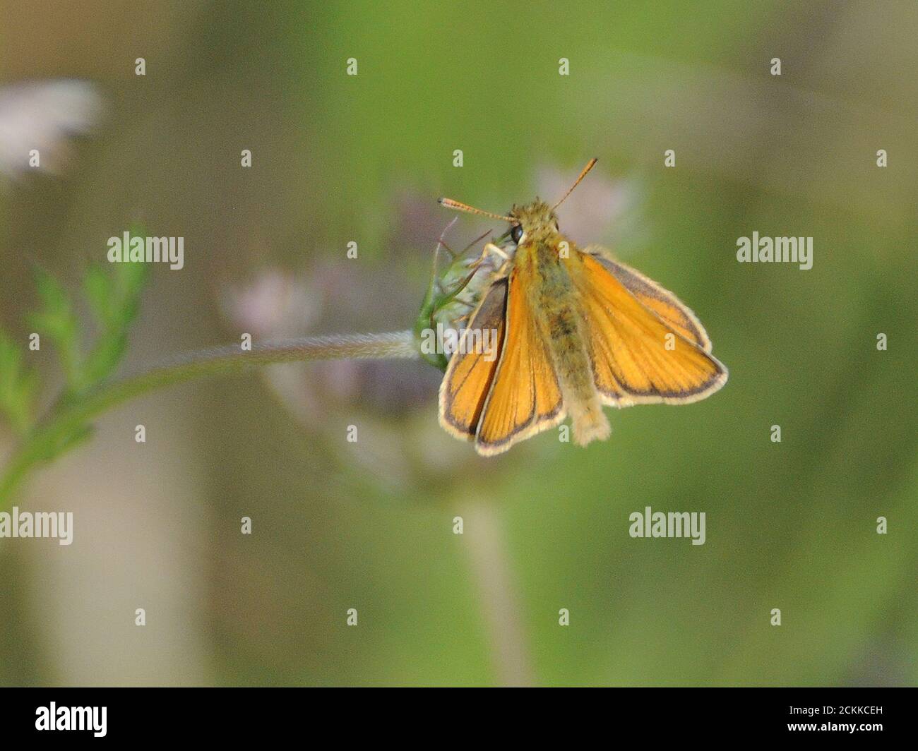 SMALL SKIPPER BUTTERFLY Stock Photo - Alamy