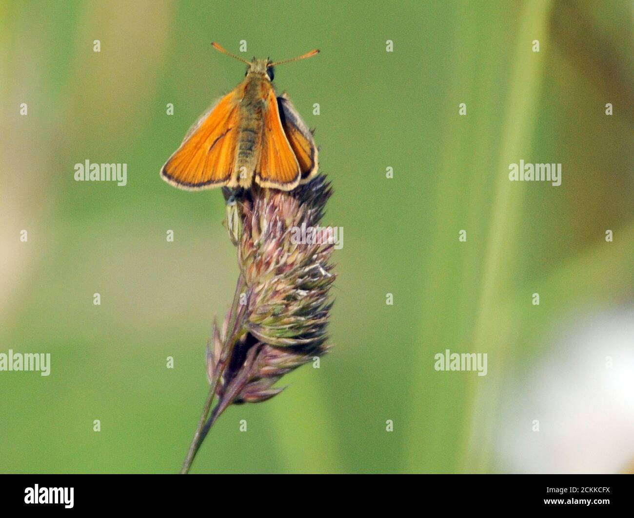 Small orange butterfly hi-res stock photography and images - Alamy