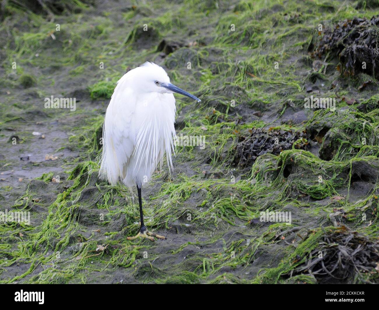 Heron egret hi-res stock photography and images - Alamy