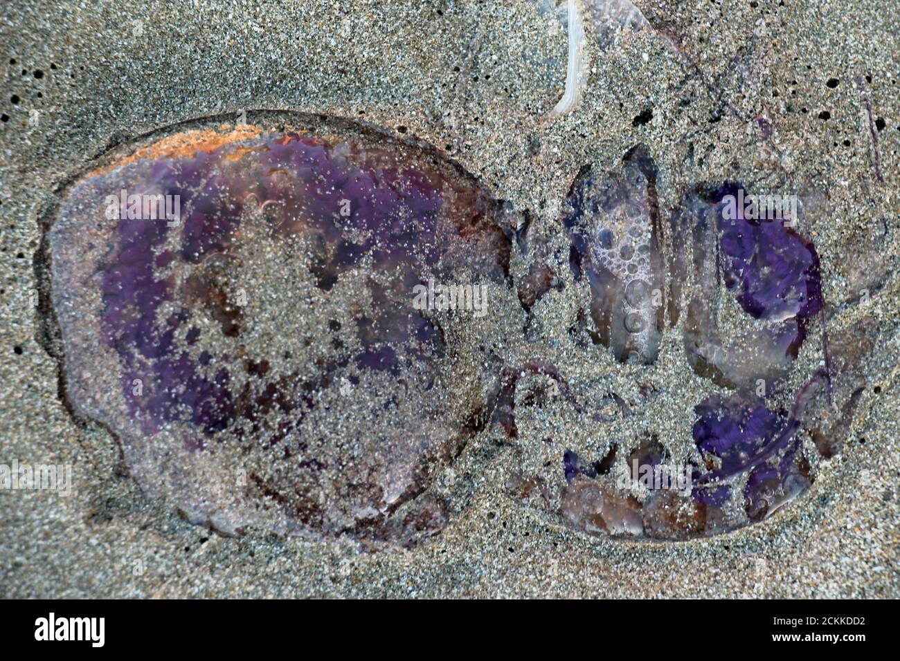 Qualle hi-res stock photography and images - Alamy