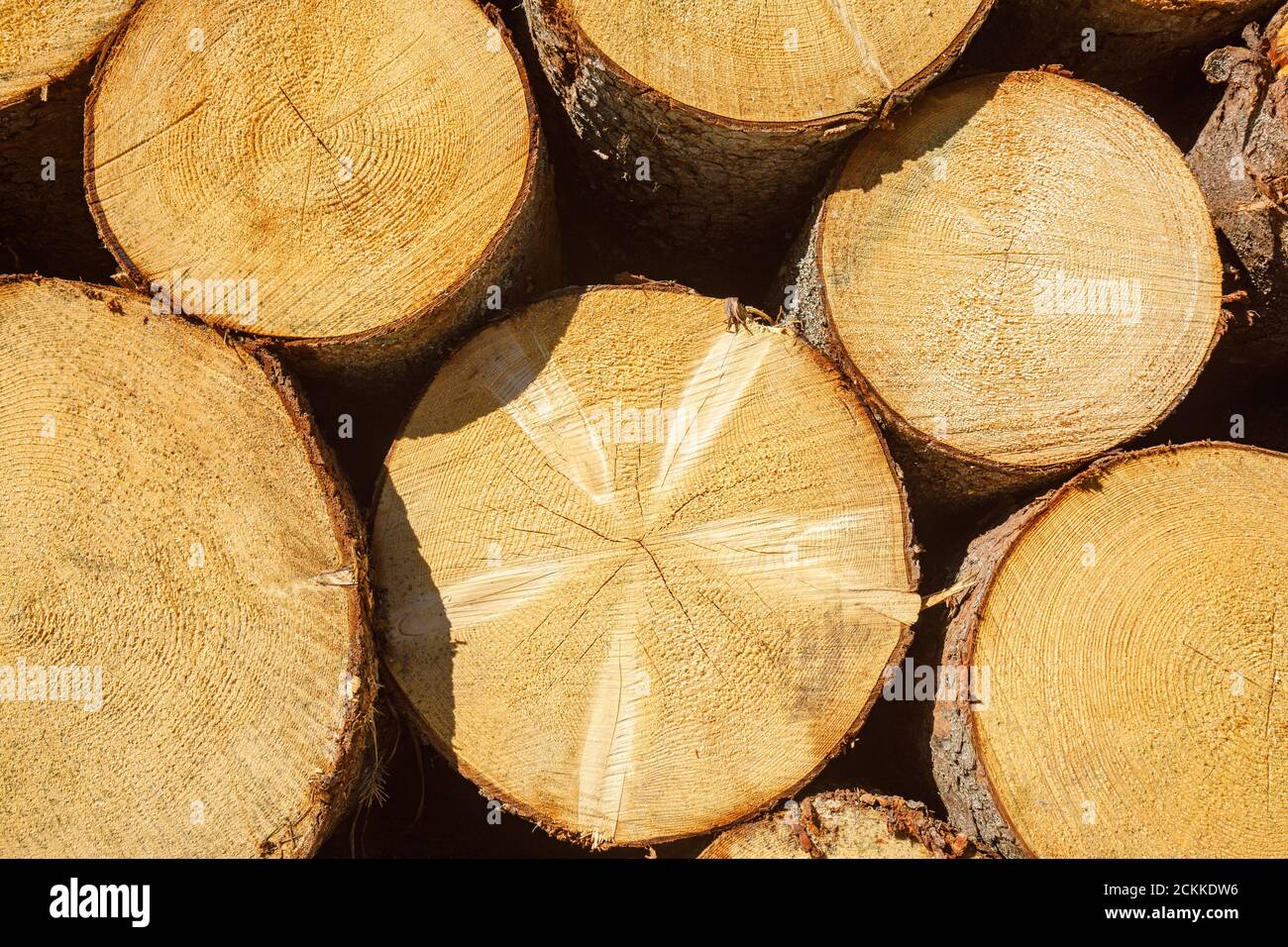 Spruce picea abies logs in hi-res stock photography and images - Alamy