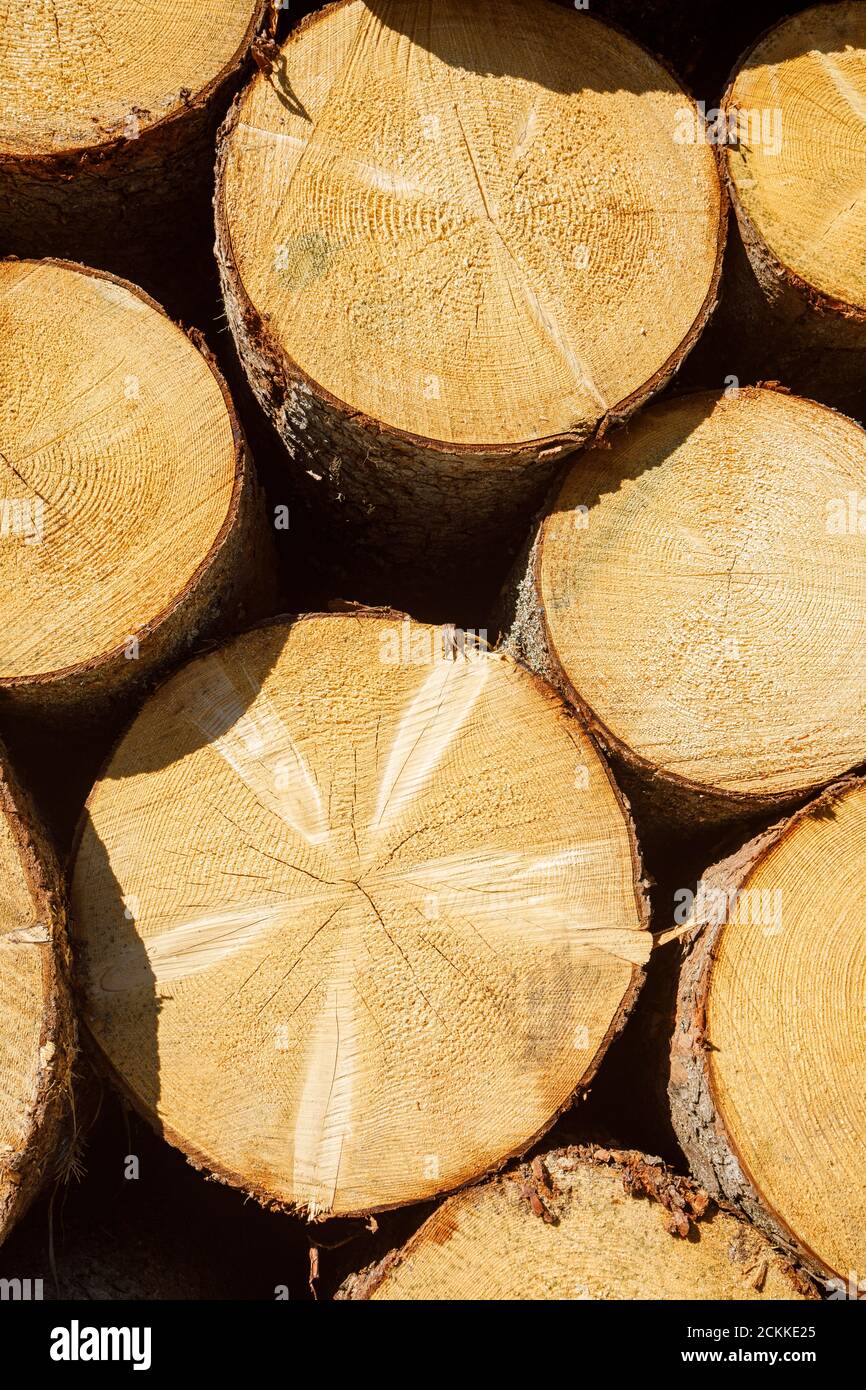Spruce picea abies logs in hi-res stock photography and images - Alamy