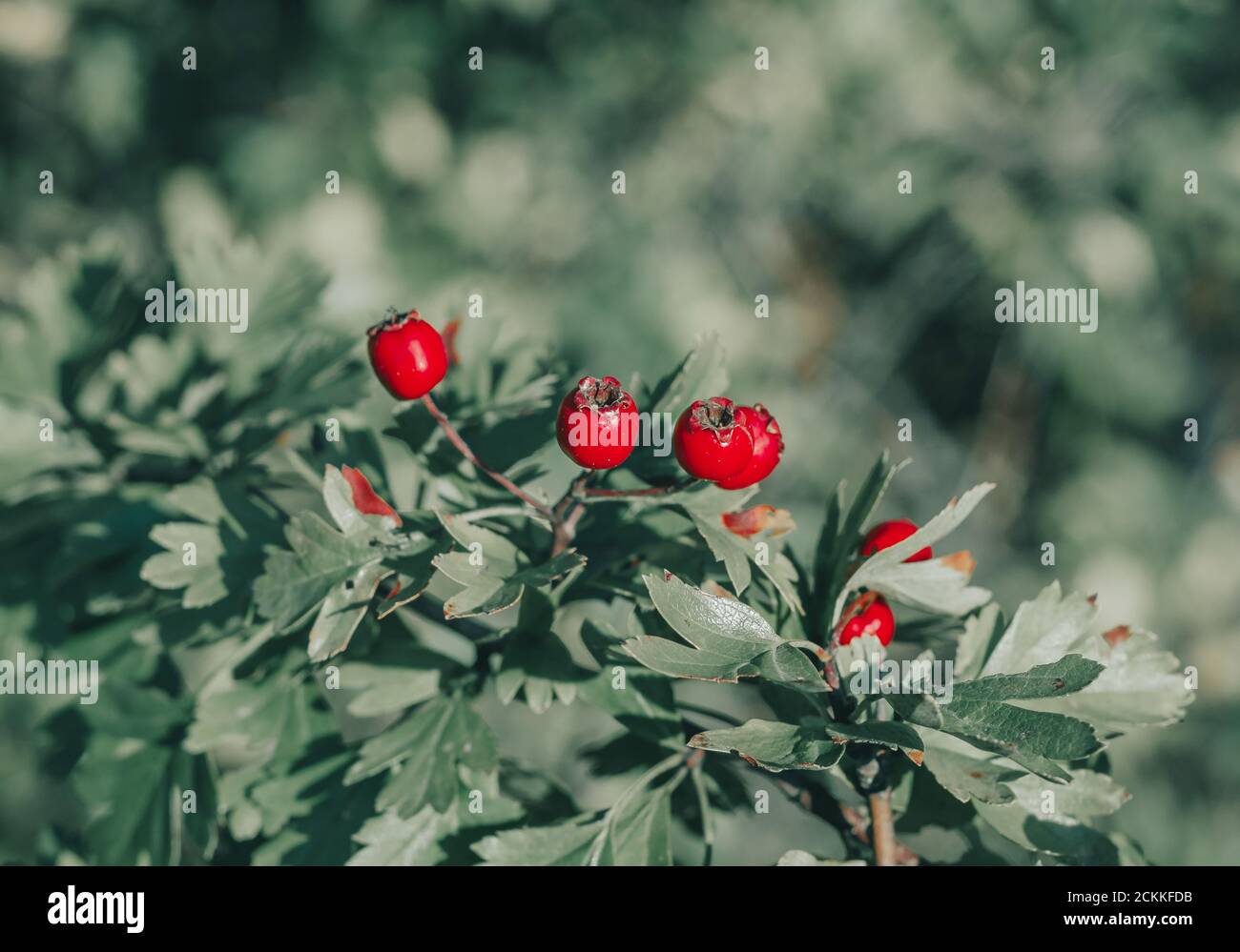 Red ripe berries of hawthorn branches with dark green leaves. Autumn ...
