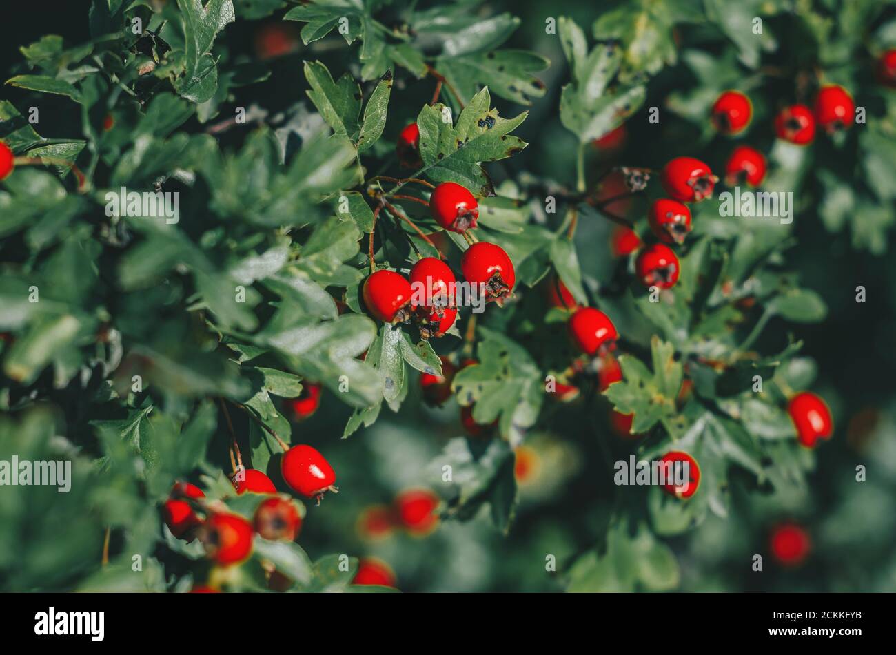 Red ripe berries of hawthorn branches with dark green leaves. Autumn ...