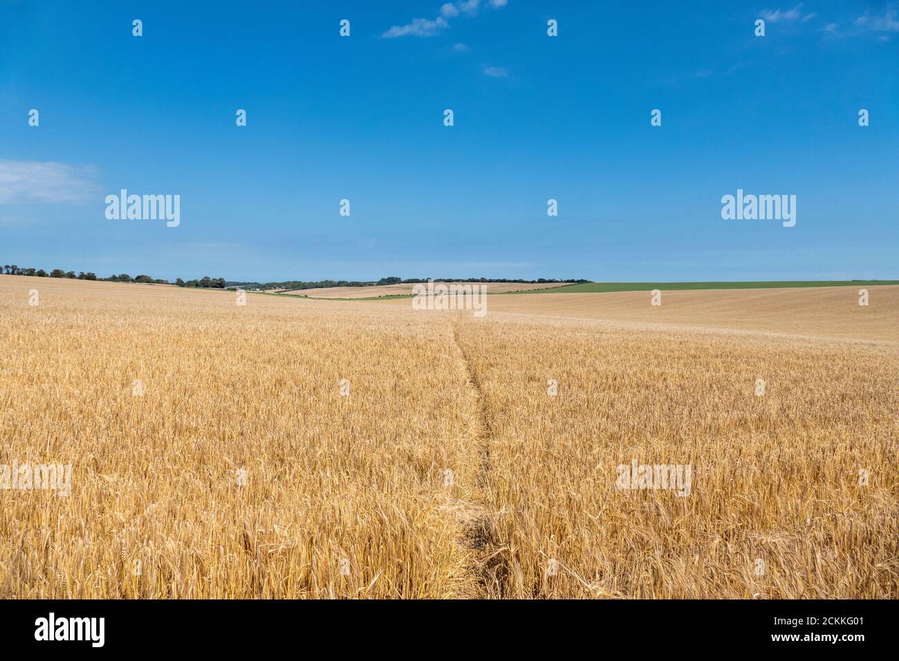 Footpath Through Cornfield High Resolution Stock Photography and Images ...