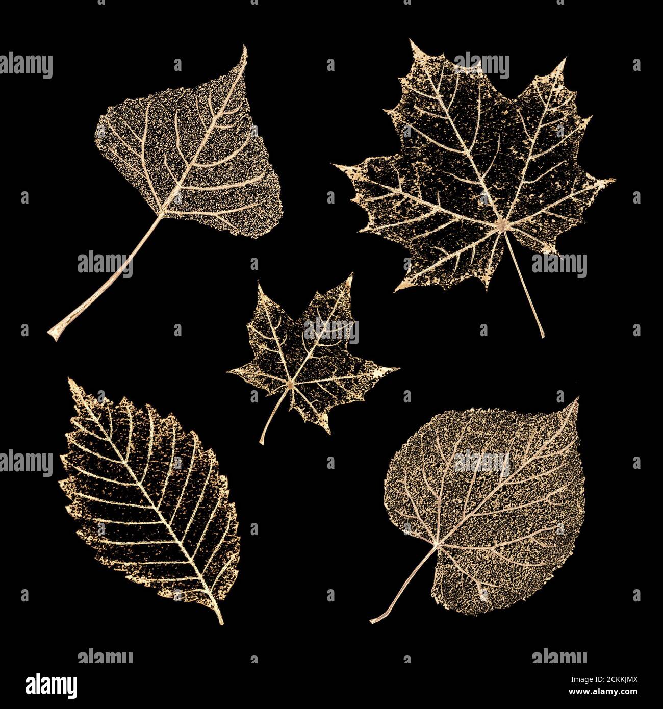Set of transparent gold colored skeleton leaves on black background ...