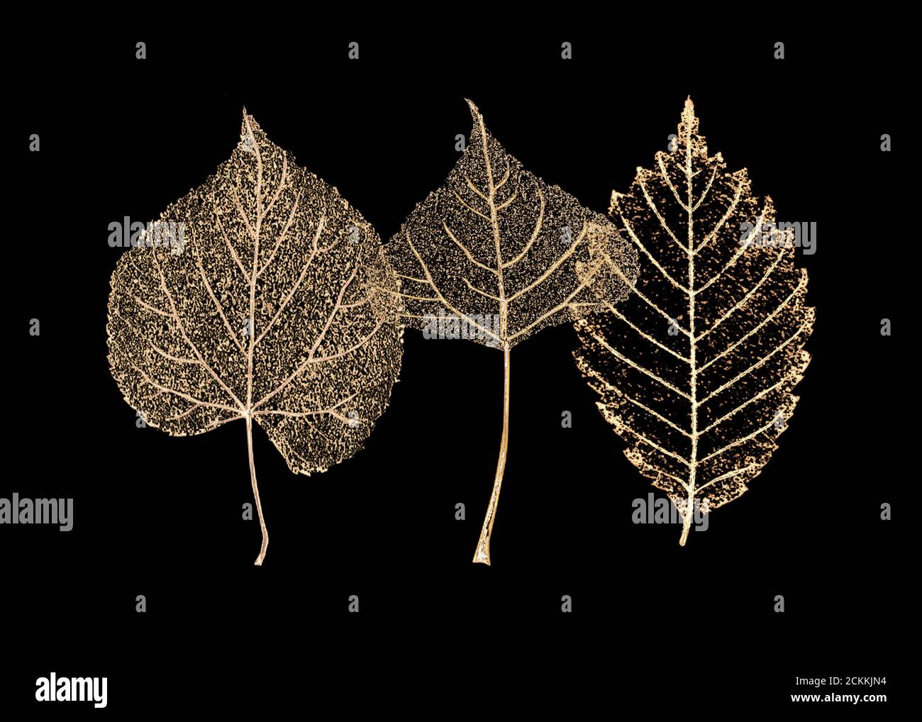 Skeleton leaves hi-res stock photography and images - Alamy