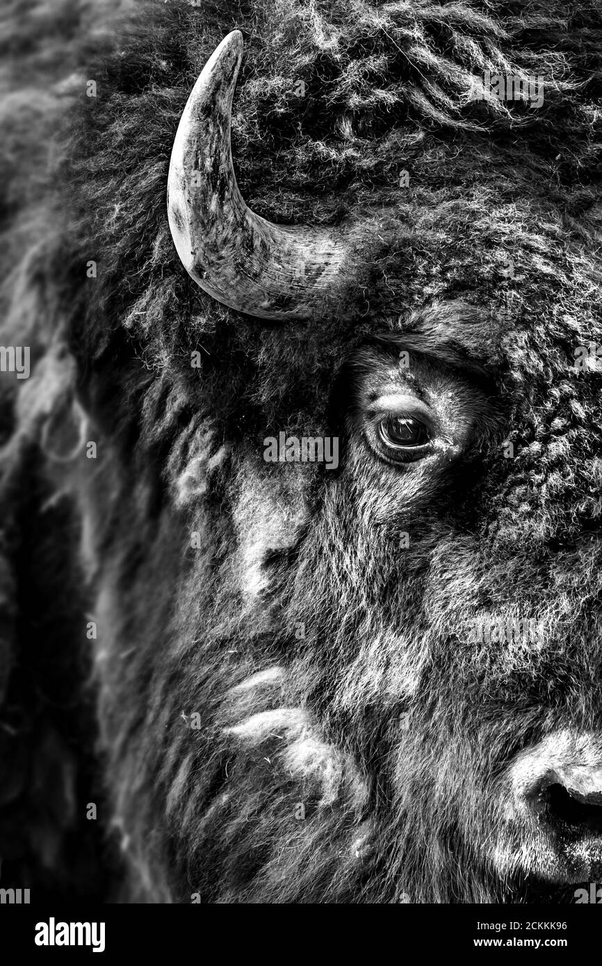 Face vertical head domestic Black and White Stock Photos & Images - Alamy