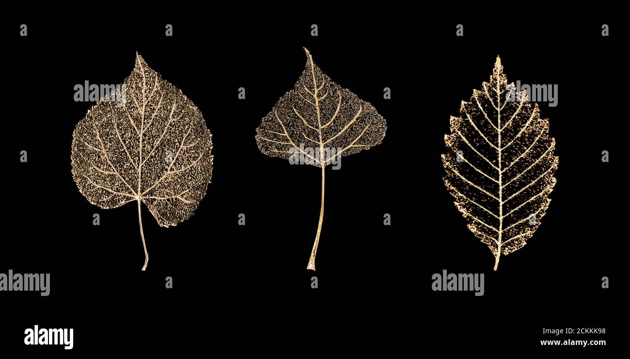 Set of three transparent gold colored skeleton leaves on black ...