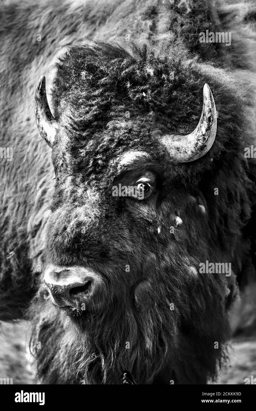 Buffalo head Black and White Stock Photos & Images - Alamy