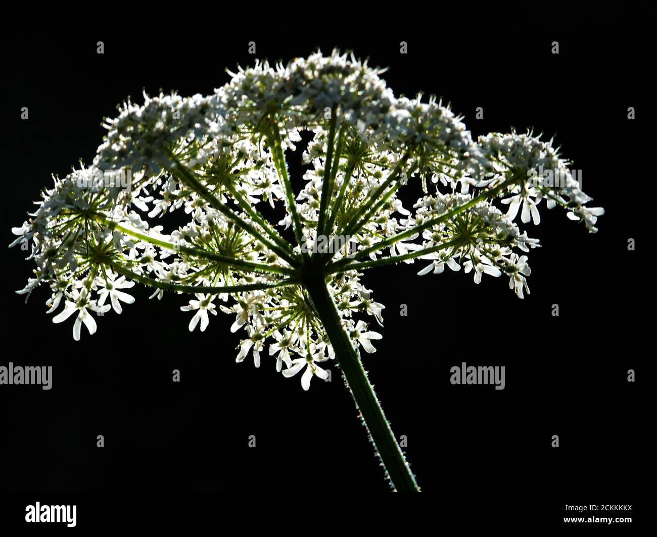 Meadow parsley hi-res stock photography and images - Alamy